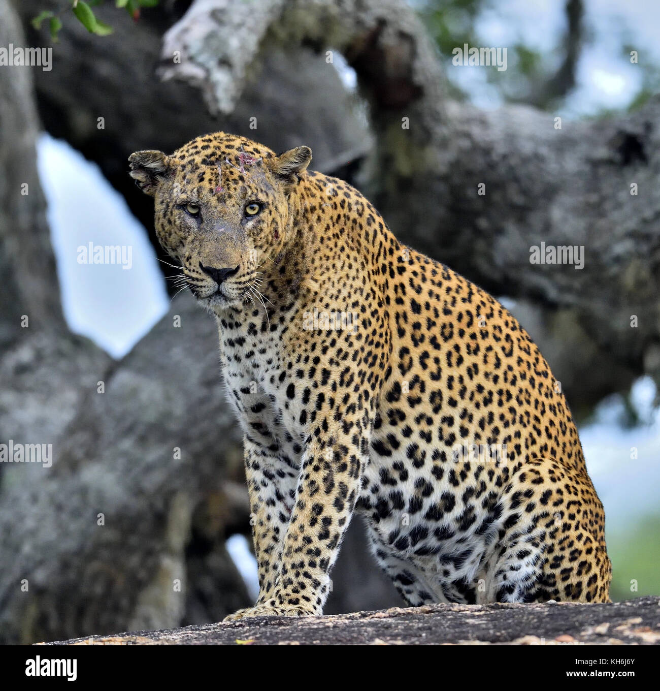 Old Leopard male with scars on the face lies on the rock. The Sri ...