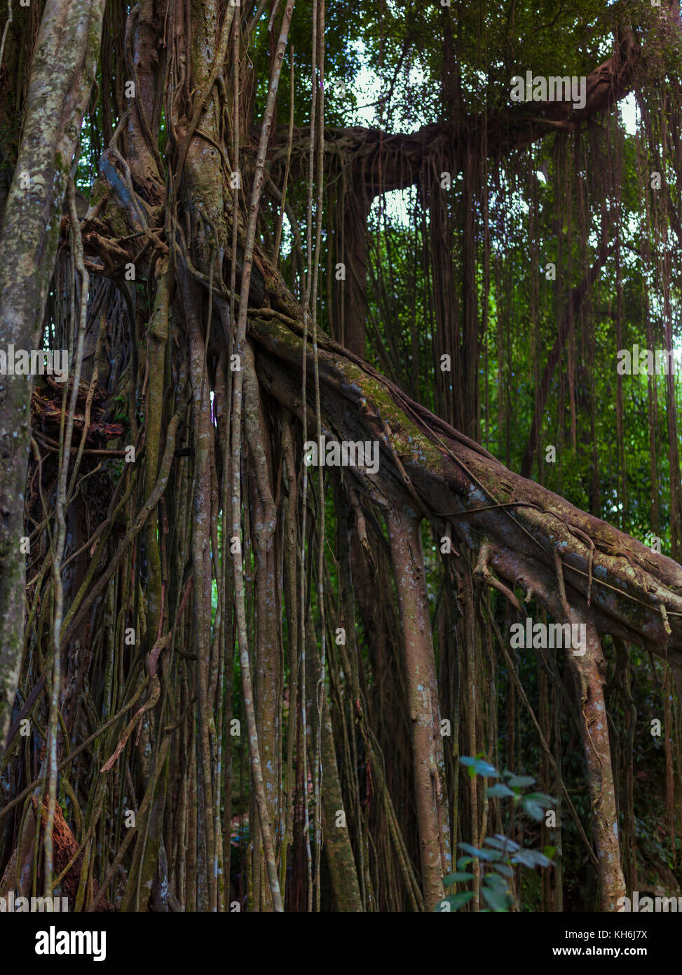Asian tropical forest, forest, thickets, grass, Indonesia, Bali Stock ...