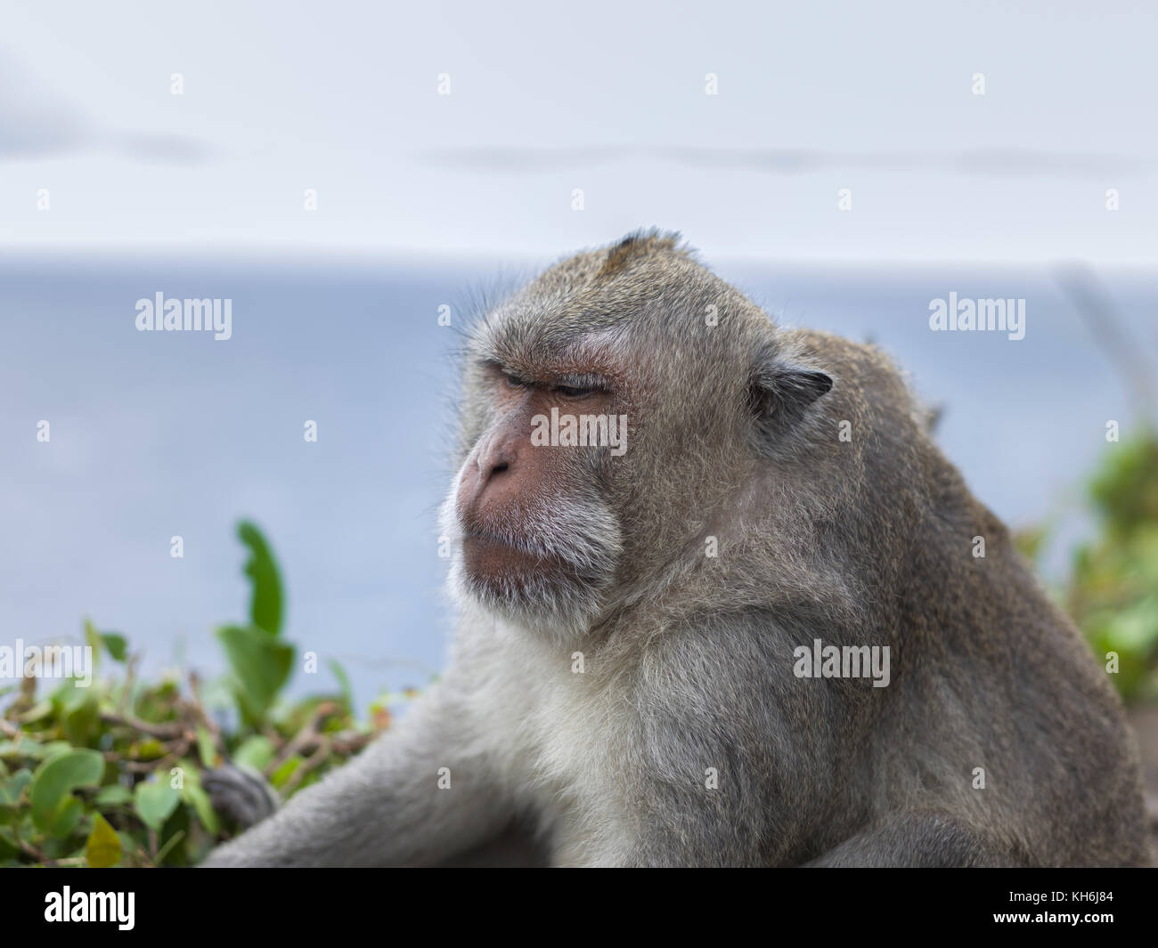 Bali, monkeys, nature park, Indonesia, islands, Indian Ocean Stock ...