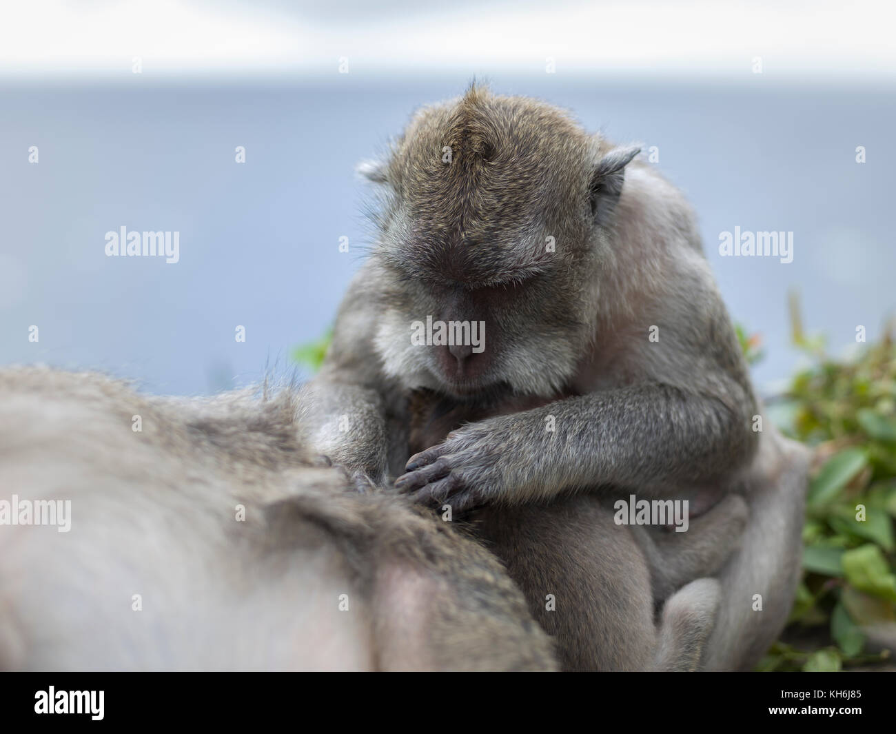 Bali, monkeys, nature park, Indonesia, islands, Indian Ocean Stock ...