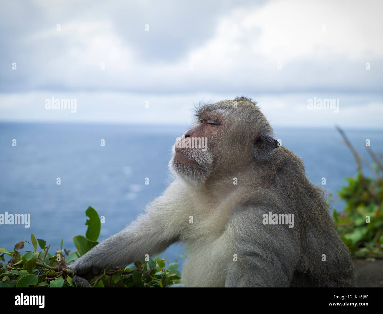 Fat monkey hi-res stock photography and images - Alamy