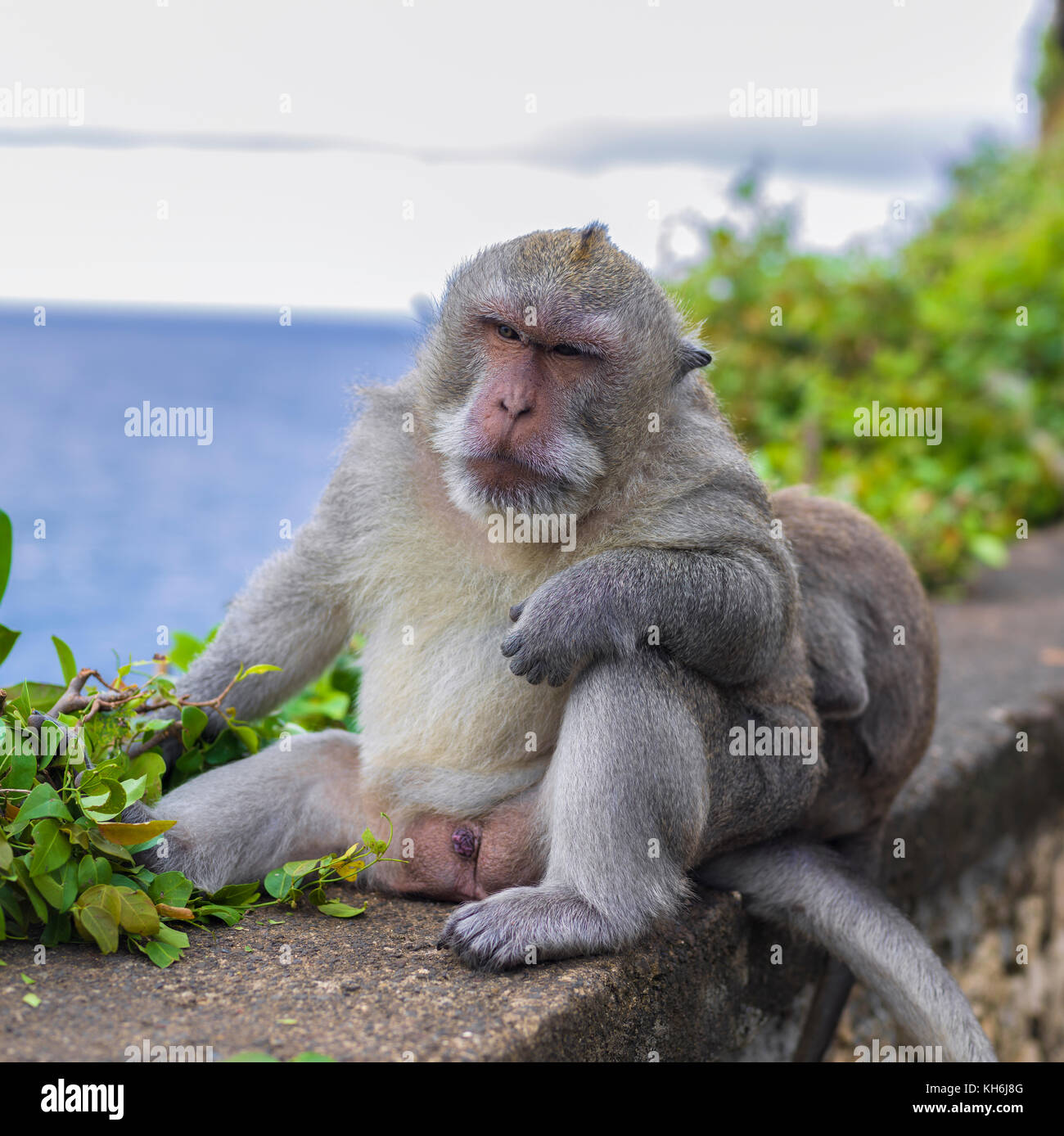 Bali, monkeys, nature park, Indonesia, islands, Indian Ocean Stock ...