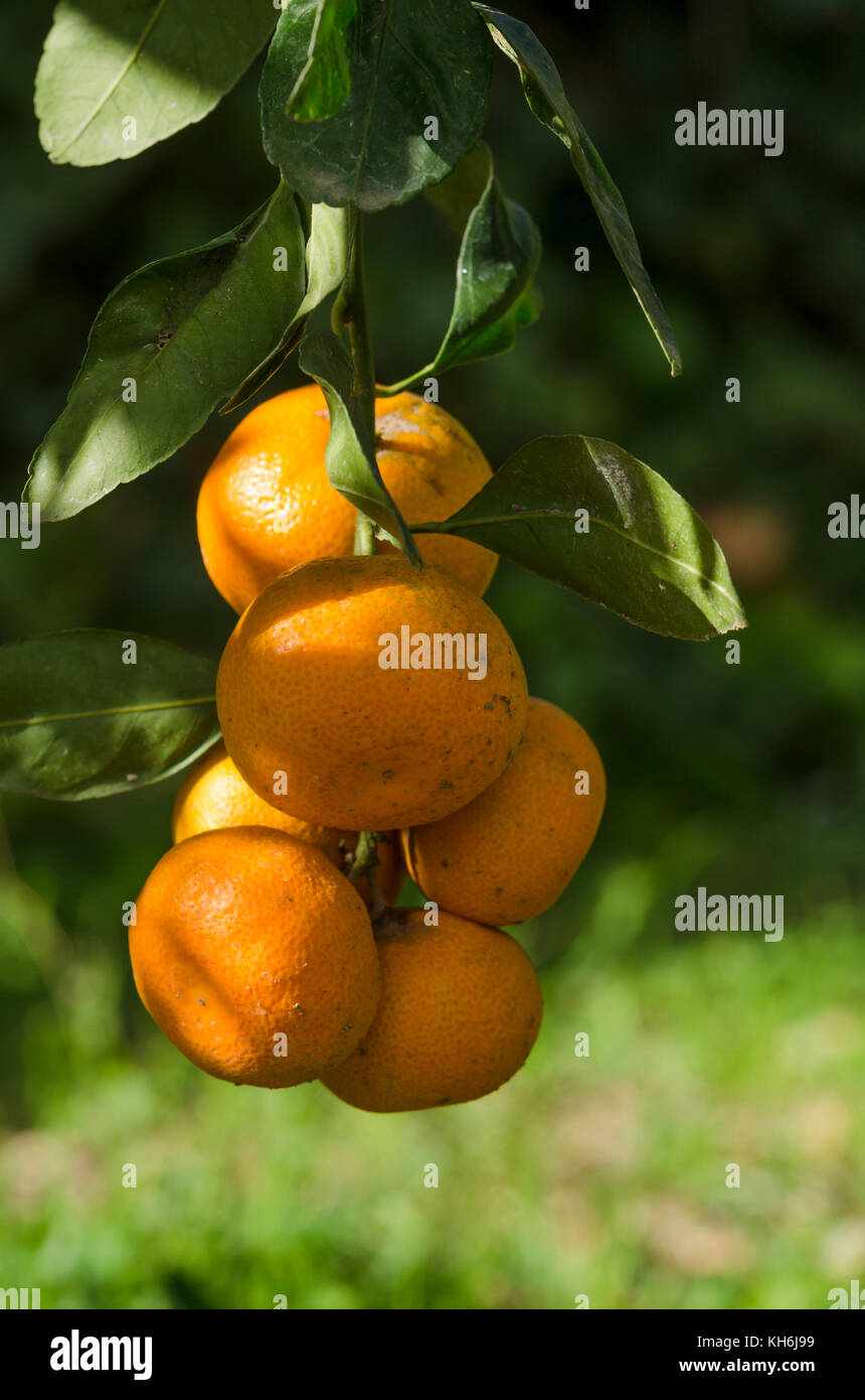 Mandarins, clementines hanging on tree ripe, Spain Stock Photo - Alamy