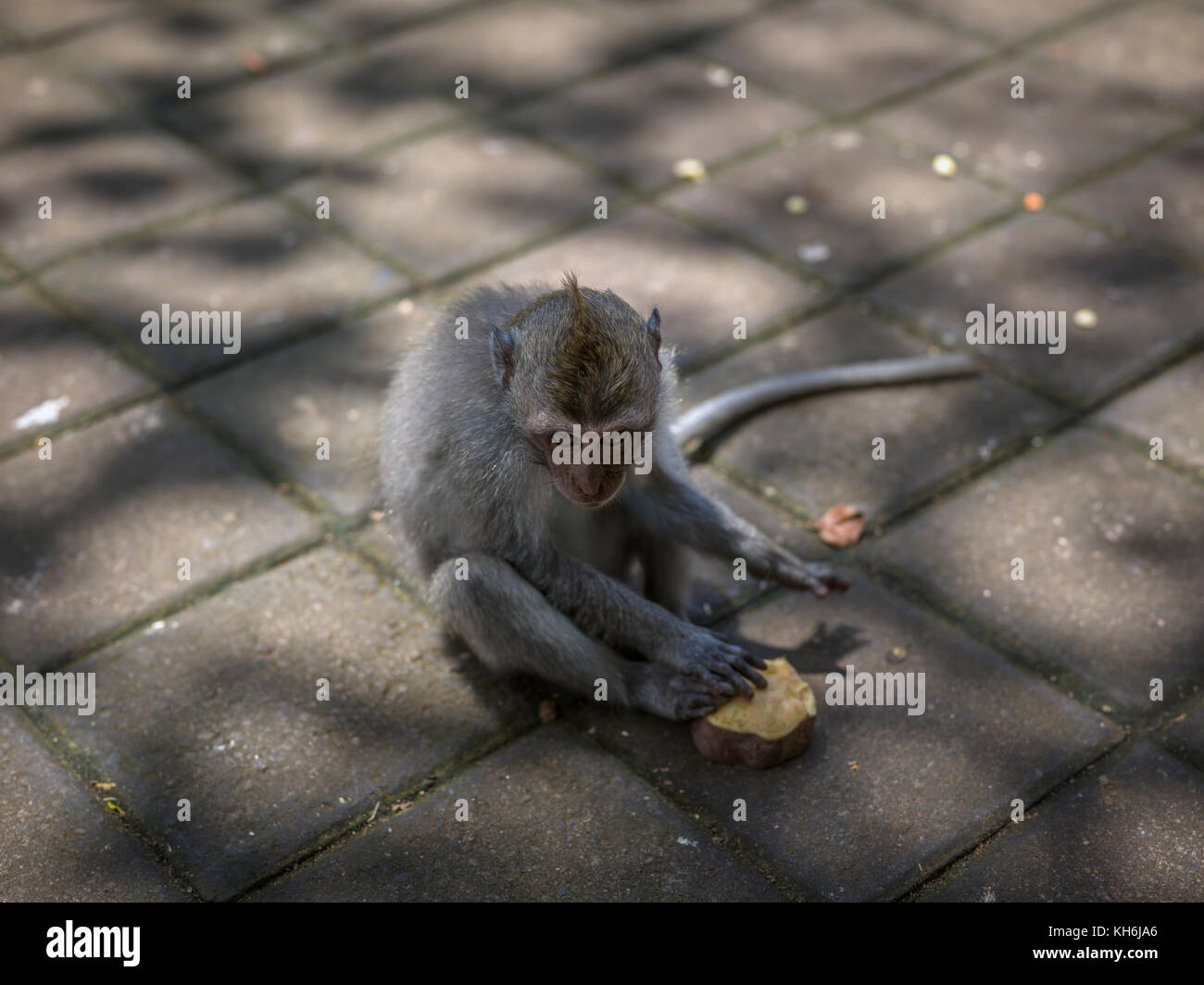 Bali, monkeys, nature park, Indonesia, islands, Indian Ocean Stock ...