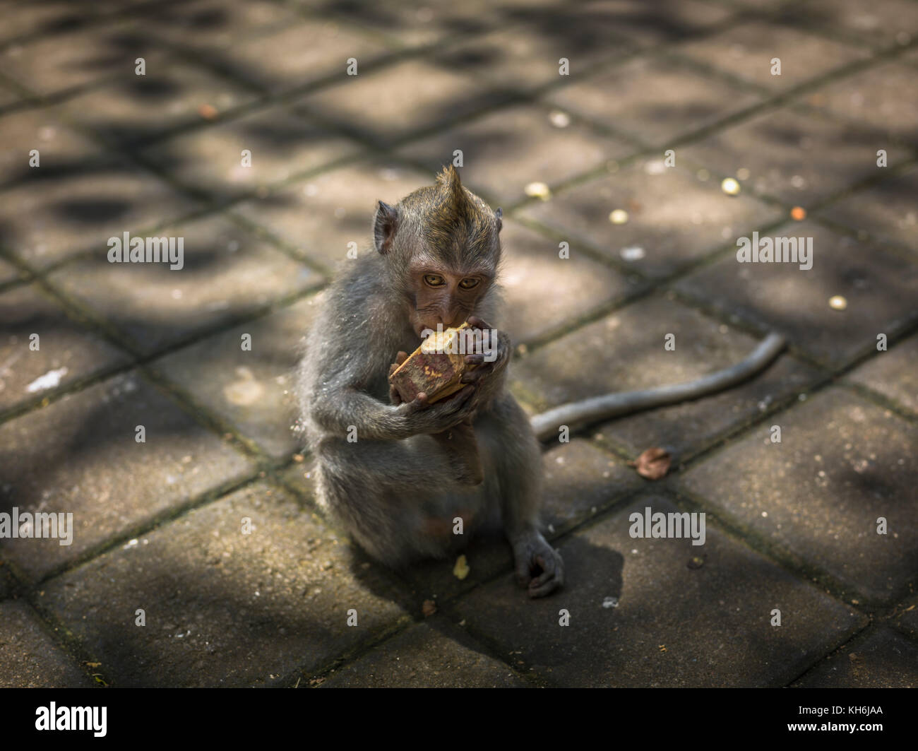 Bali, monkeys, nature park, Indonesia, islands, Indian Ocean Stock ...