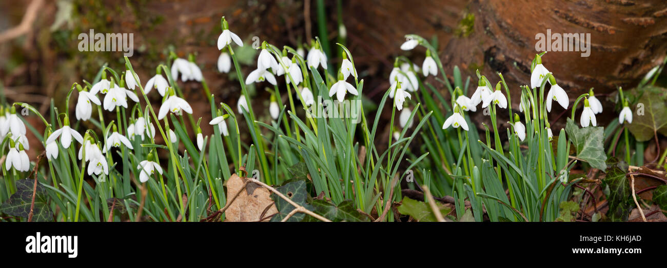 Snowdrop tree hi-res stock photography and images - Alamy