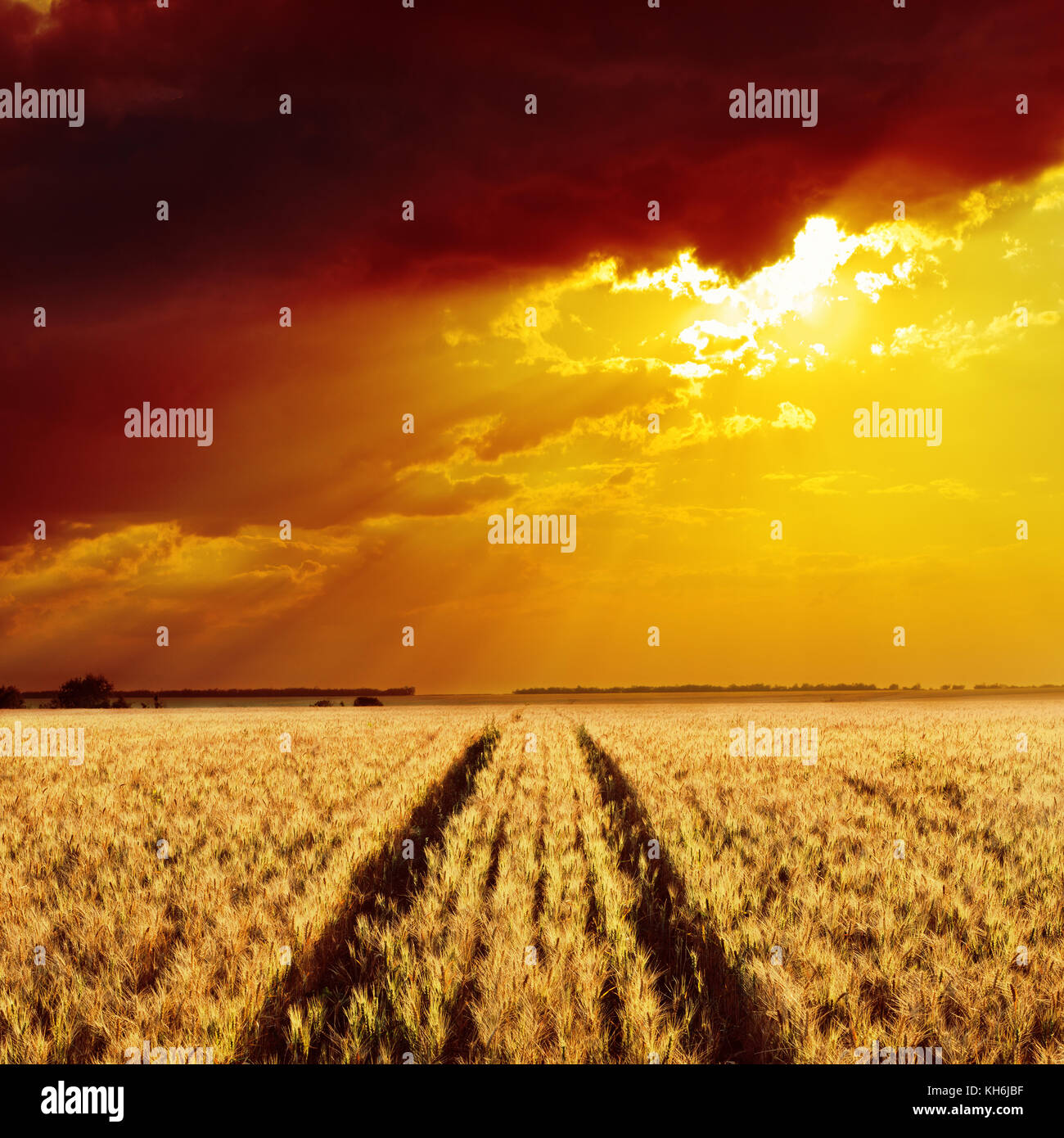 golden wheat field and sunset Stock Photo - Alamy