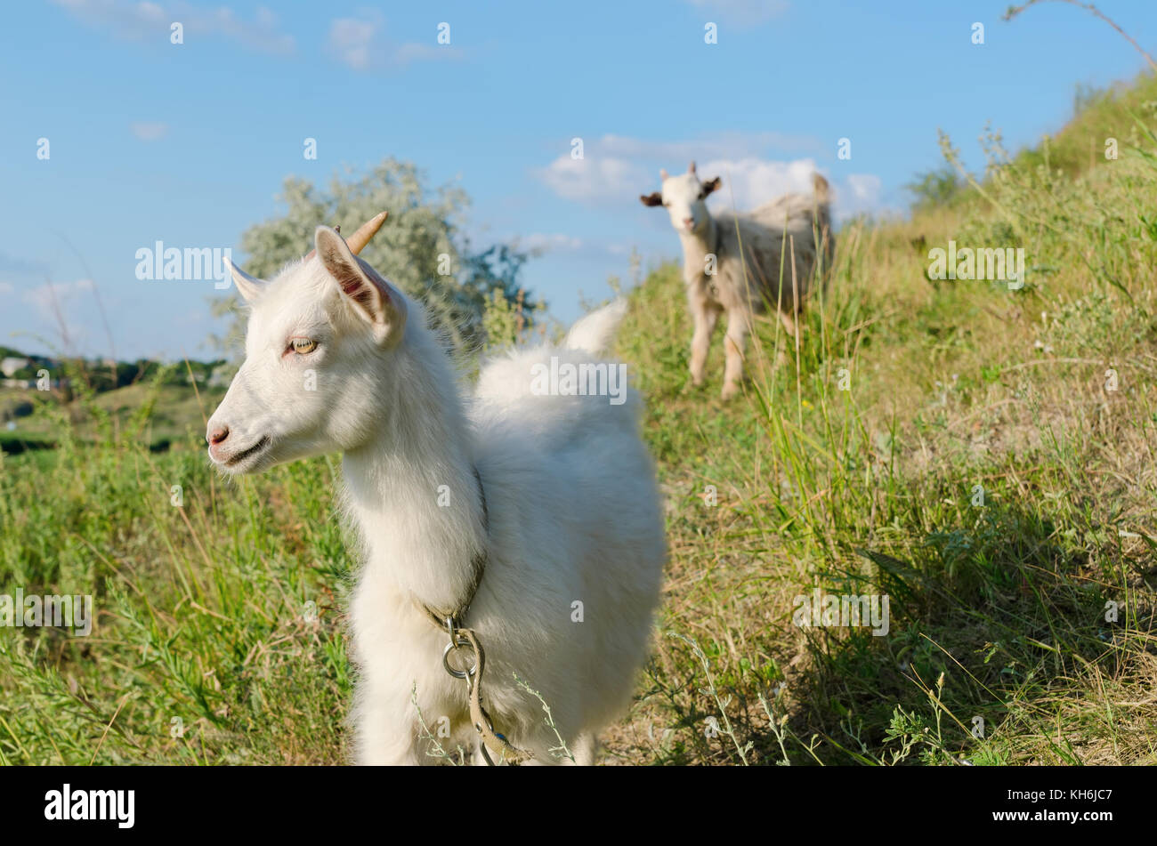 Goat grazed on meadow hi-res stock photography and images - Alamy