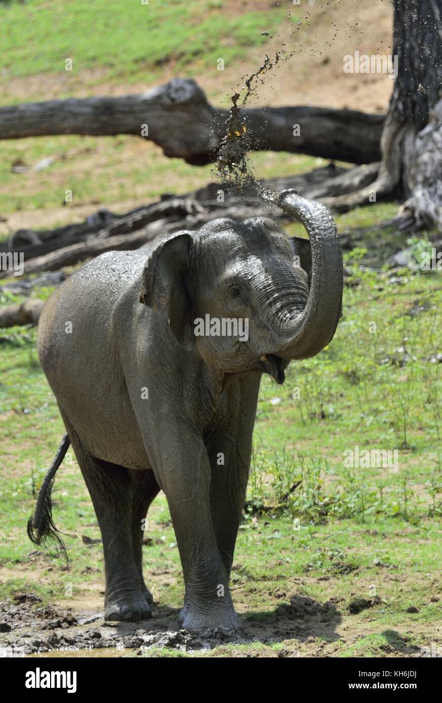 Elephant spraying water from trunk hi-res stock photography and images ...