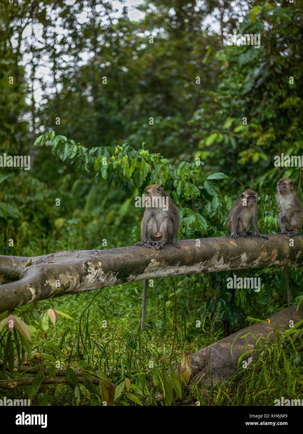 Fat monkey hi-res stock photography and images - Alamy