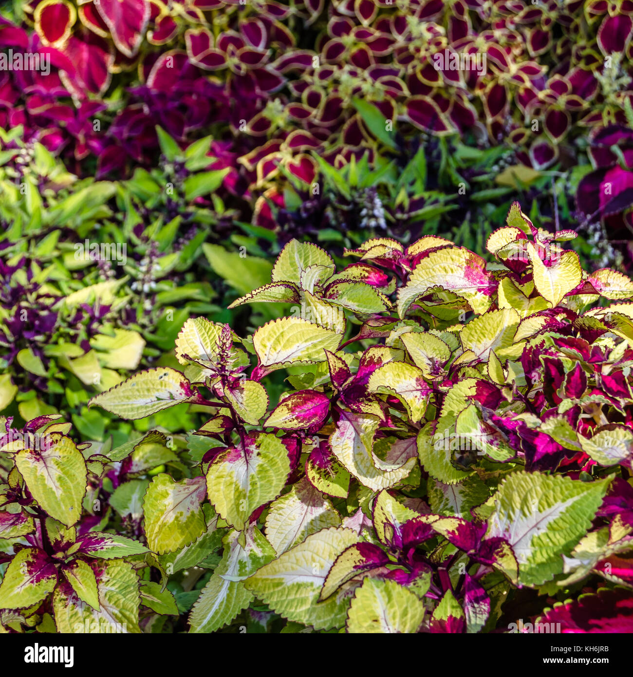 Coleus colorful leaves, autumn background Stock Photo - Alamy