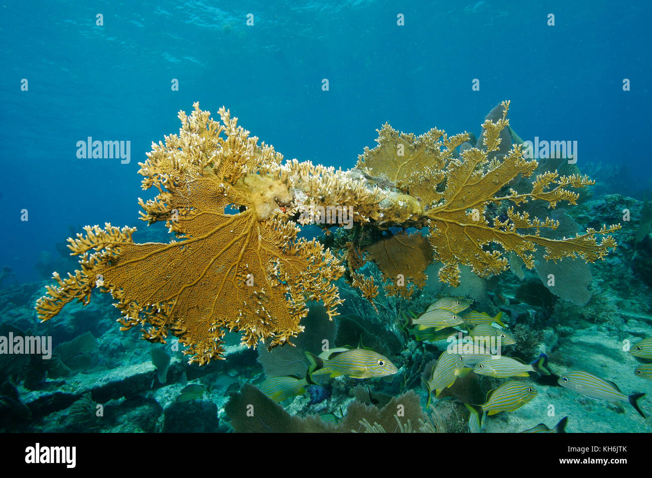 Fire coral covering sea fans on shipwreck debris, Key Largo, Florida ...