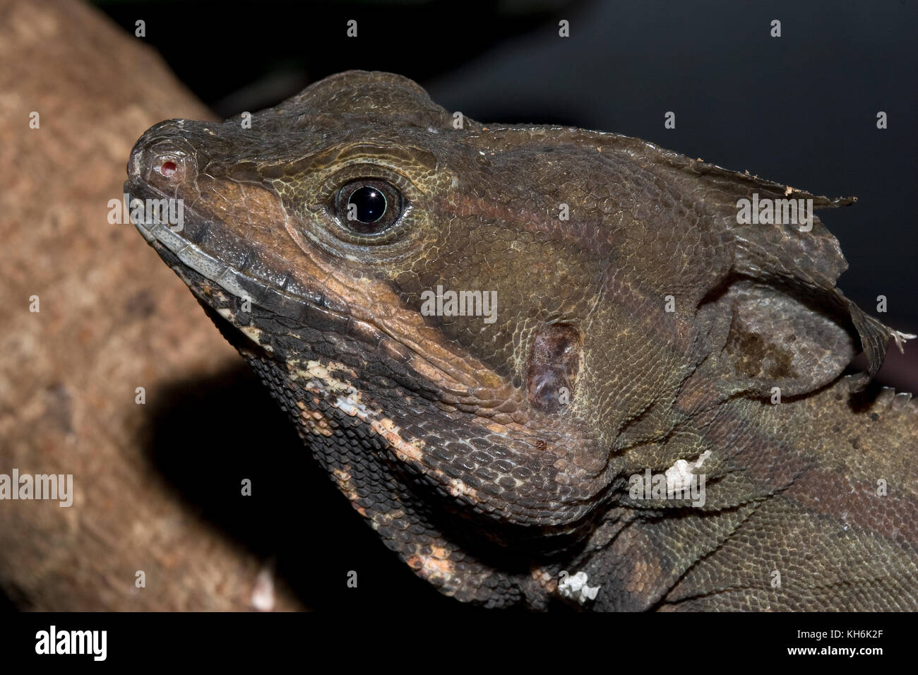 Brown basilisk or Striped basilisk (Basiliscus vittatus) Amazon Stock ...