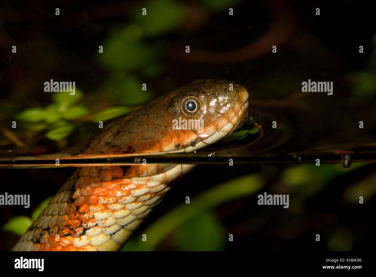 Tropical Water Snake, Amazon River Basin Stock Photo - Alamy