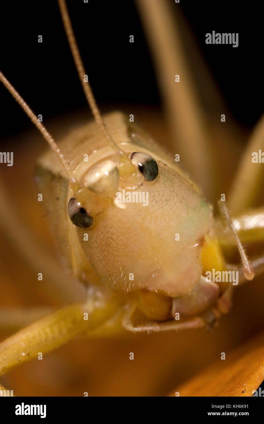 Brown katydid hi-res stock photography and images - Alamy