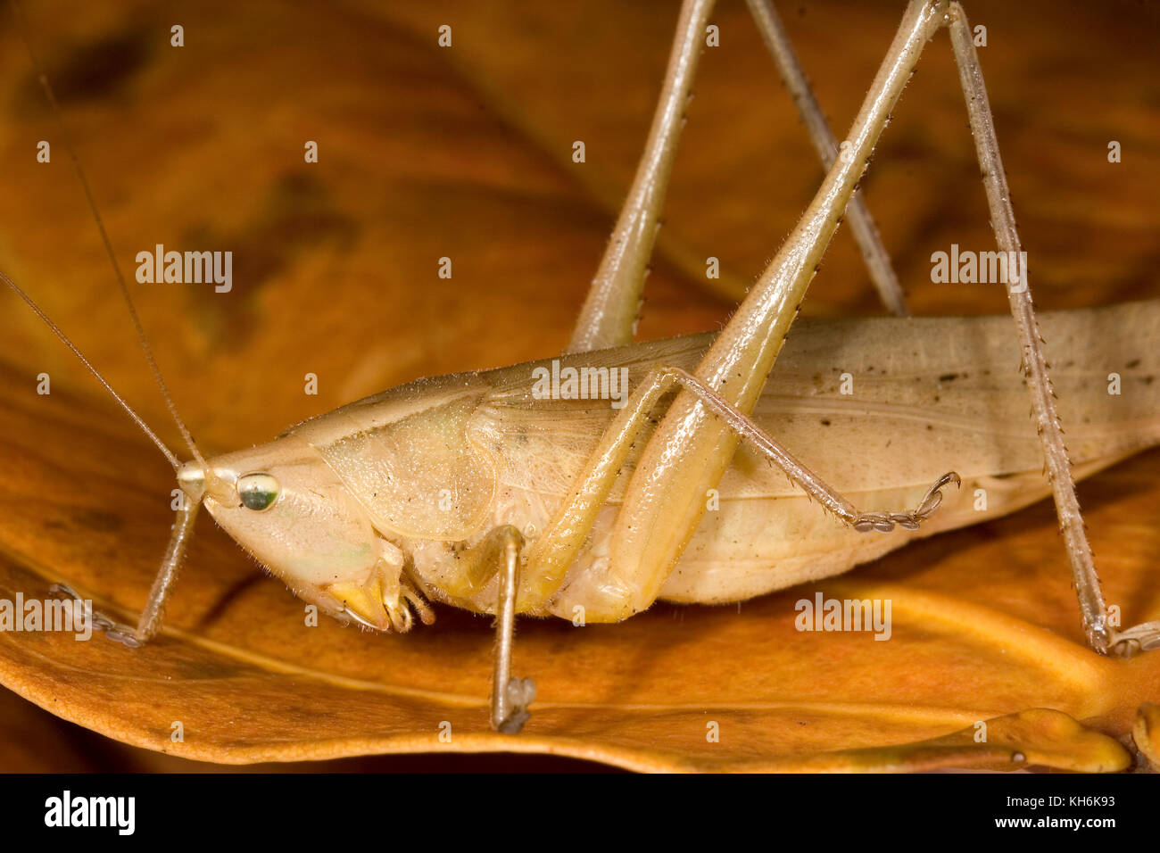 Brown katydid hi-res stock photography and images - Alamy