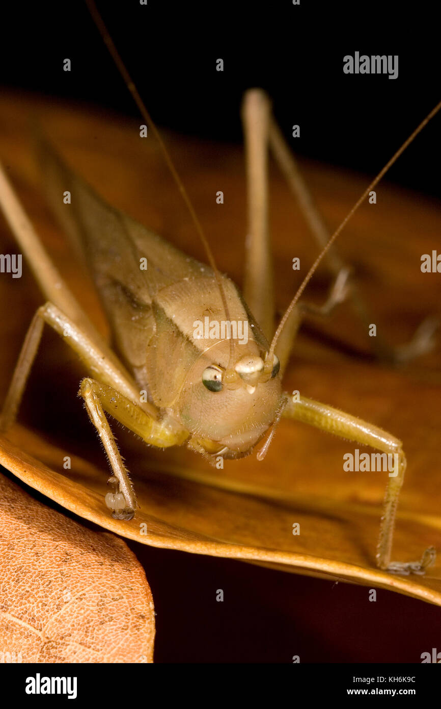 Brown katydid hi-res stock photography and images - Alamy