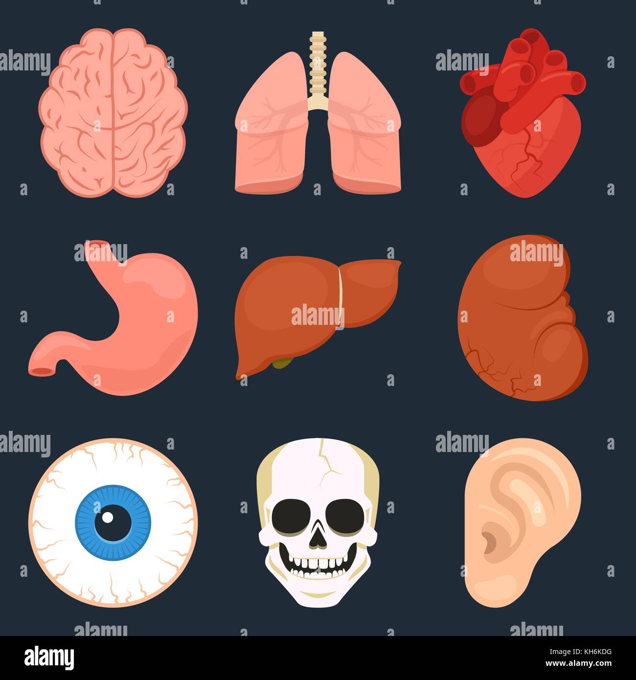 Flat icon set of the human organs. Vector illustration in eps10 Stock ...