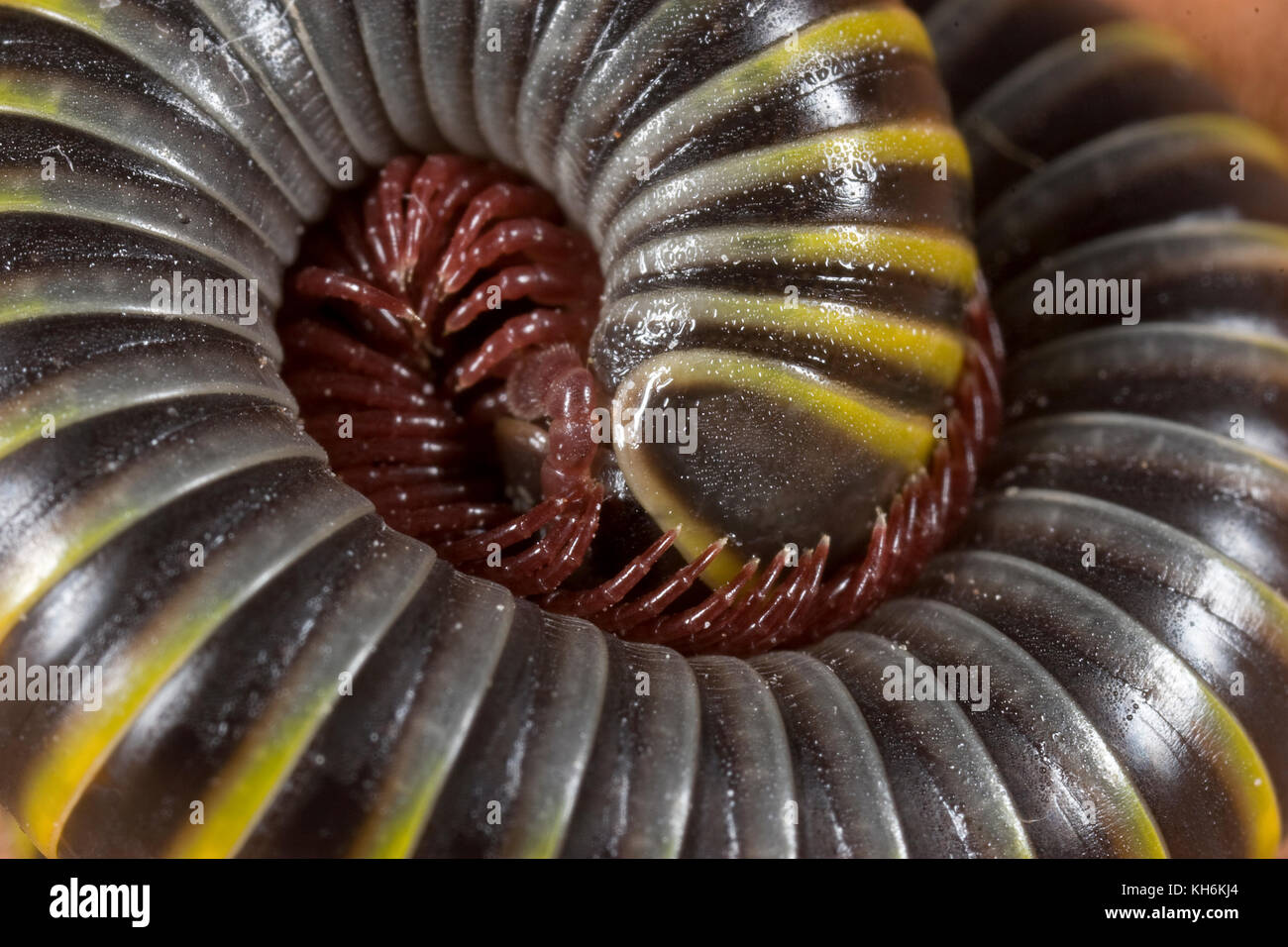 Millipede coil hi-res stock photography and images - Alamy