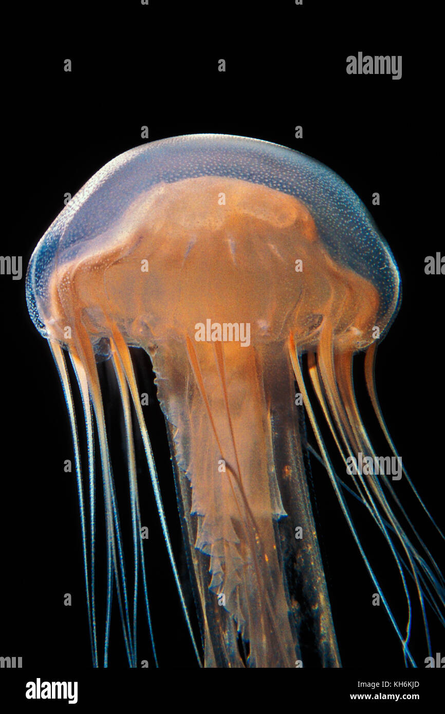 Atlantic Sea Nettle Jellyfish, Chrysaora sp Stock Photo - Alamy