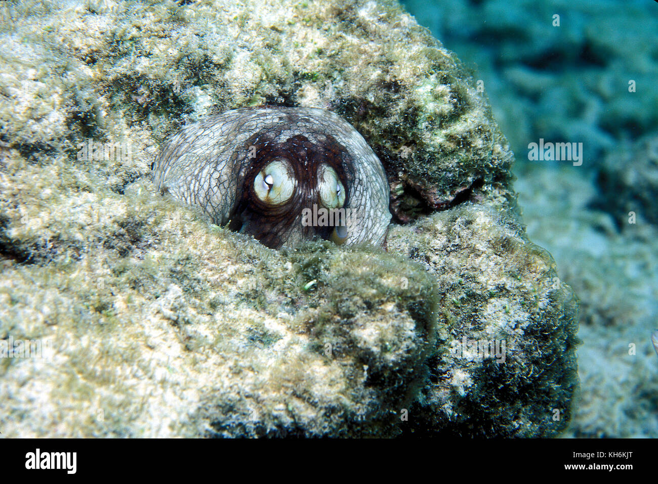Octopus hiding, Bonaire, Caribbean Stock Photo - Alamy