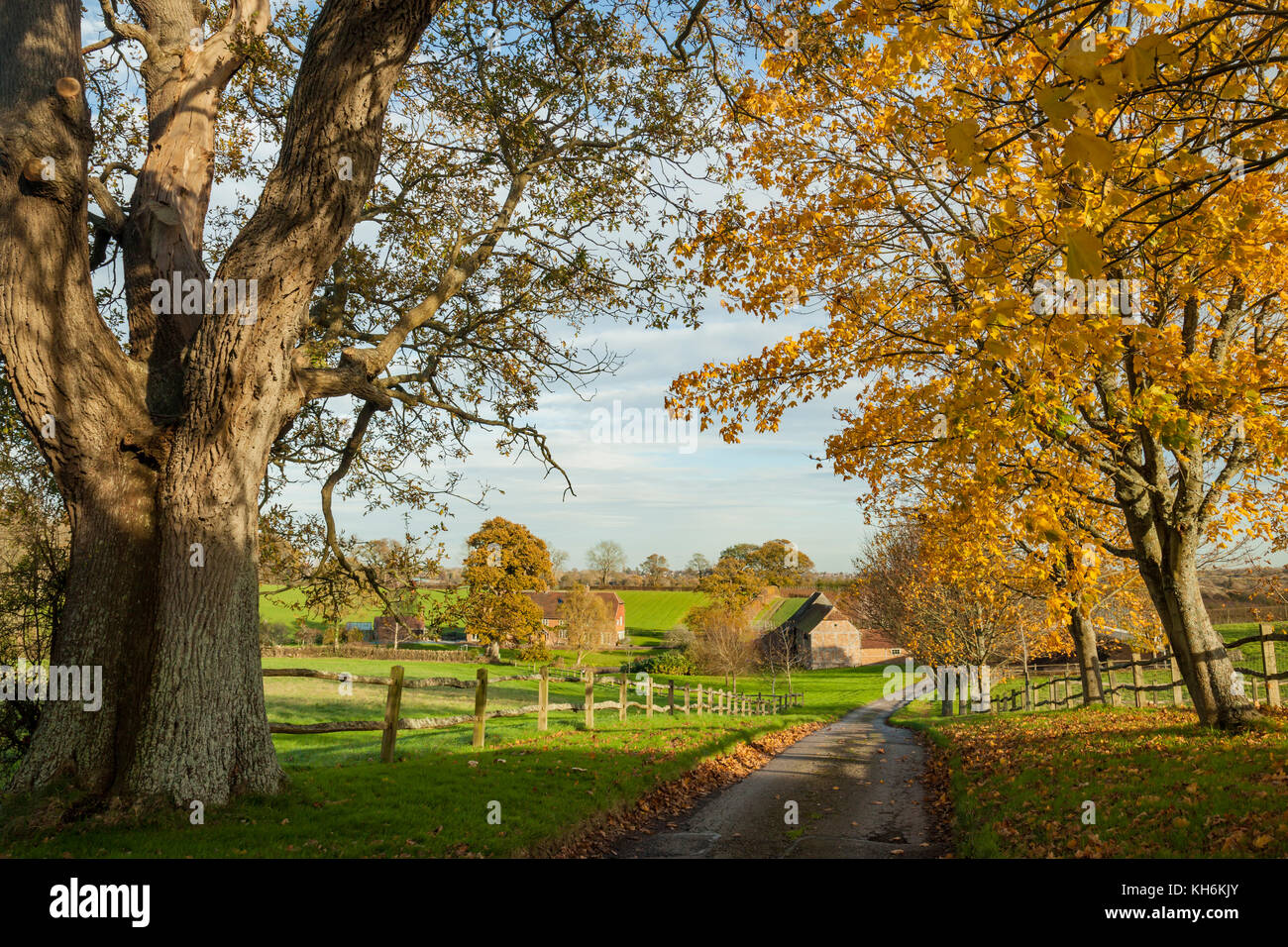 Autumn trees uk hi-res stock photography and images - Alamy
