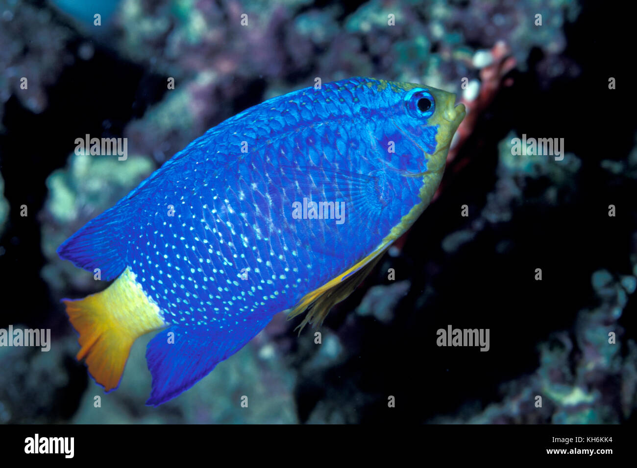 Starck's Damselfish, Chrysiptera starcki Stock Photo - Alamy