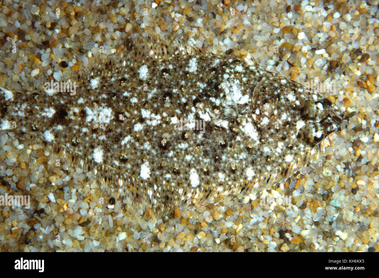 Sand Dab, Citharichthys sp Stock Photo - Alamy