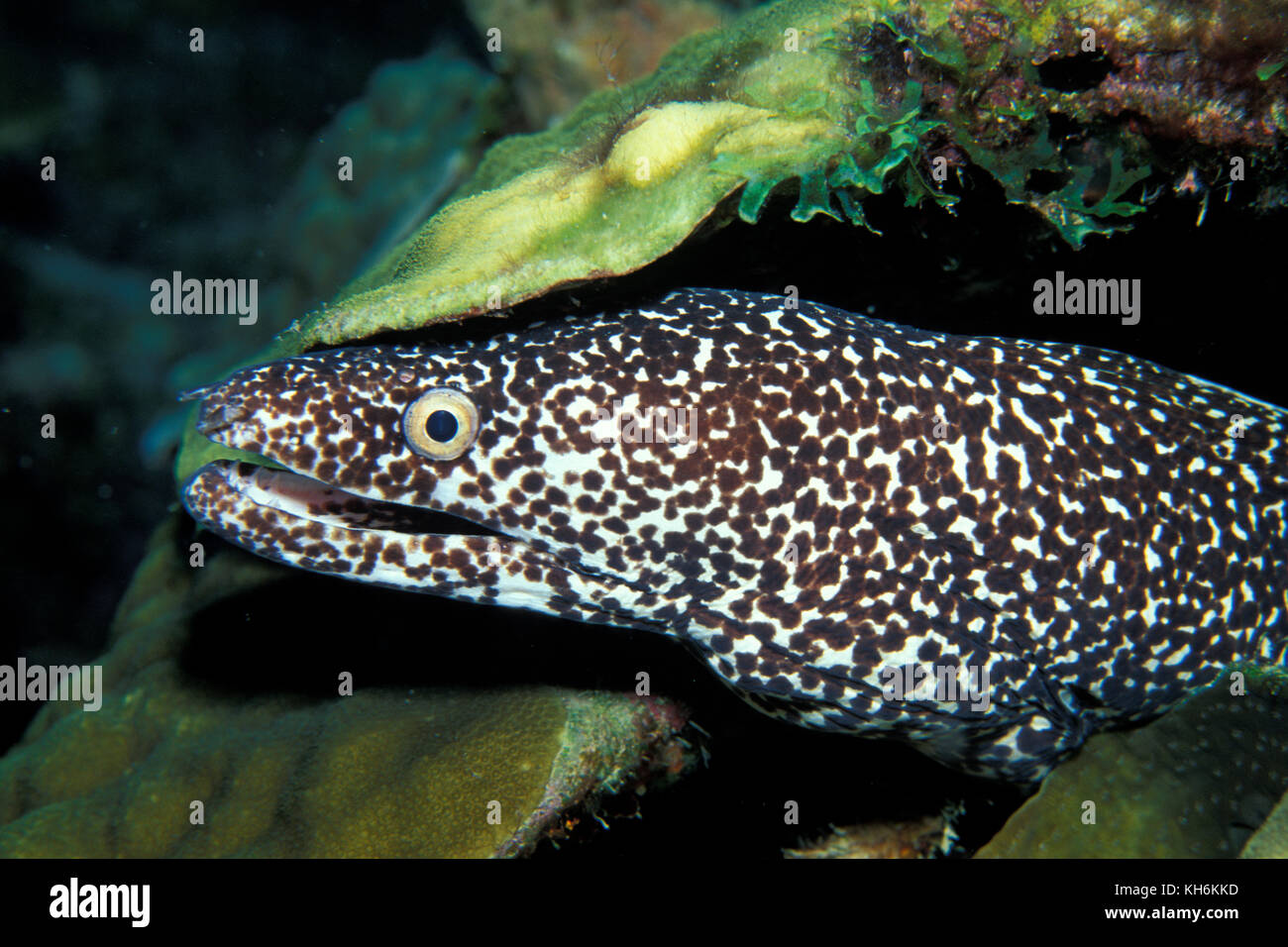 Spotted Moray Eel, Gymnothorax moringa Stock Photo - Alamy
