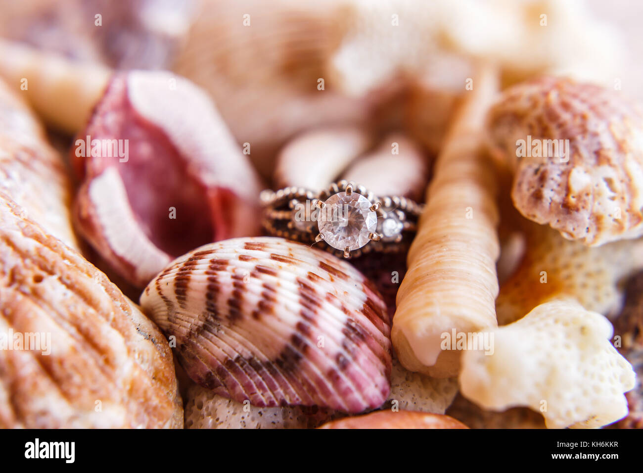 Ring of seashells hi-res stock photography and images - Alamy