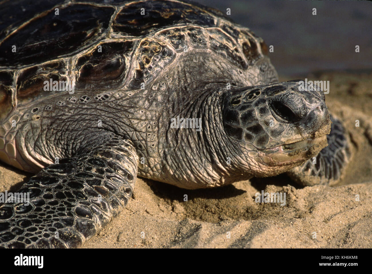 Green Sea Turtle Stock Photo - Alamy