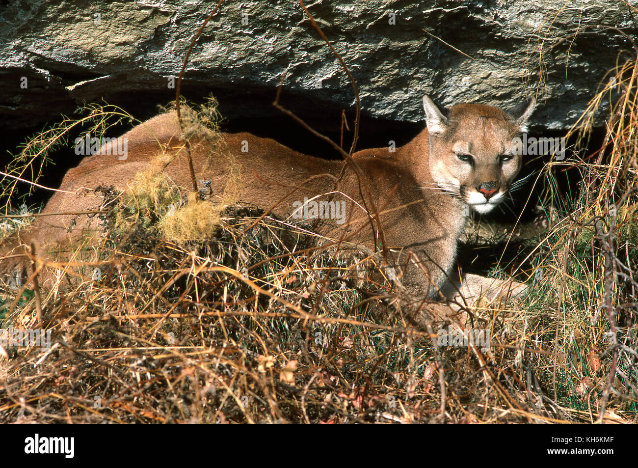North american puma hi-res stock photography and images - Alamy