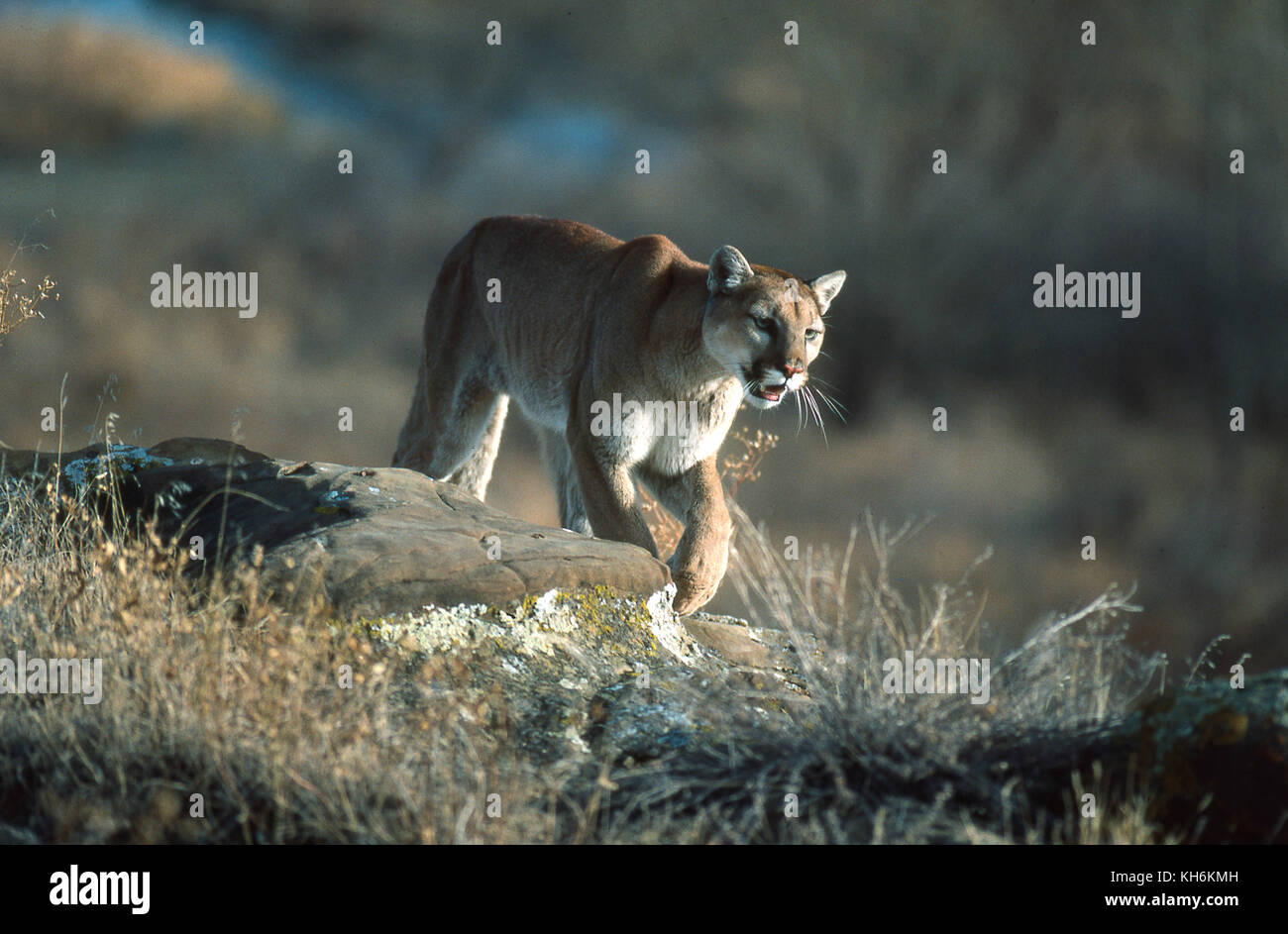 North american puma hi-res stock photography and images - Alamy
