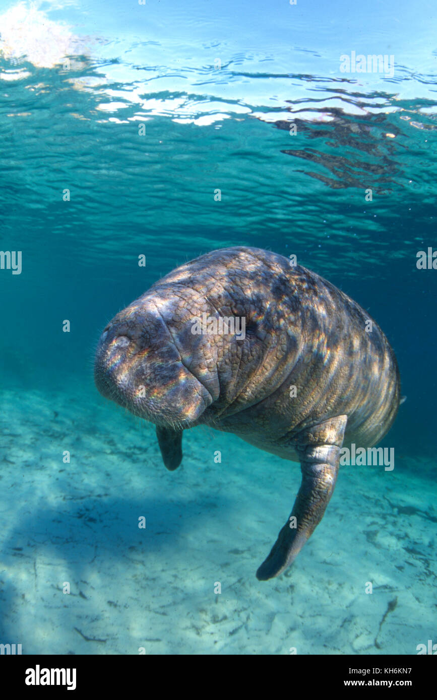 West indian manatee sea hi-res stock photography and images - Alamy
