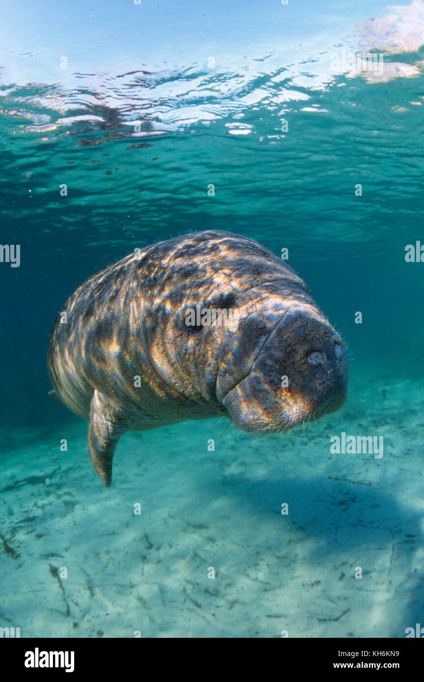 West Indian Manatee, Trichechus manatus Stock Photo - Alamy