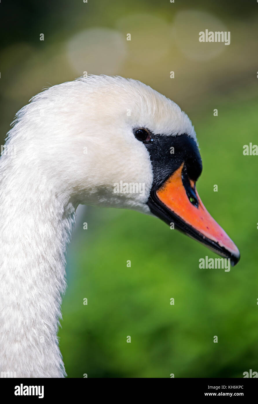 close up of a swans head neck and beak Stock Photo - Alamy