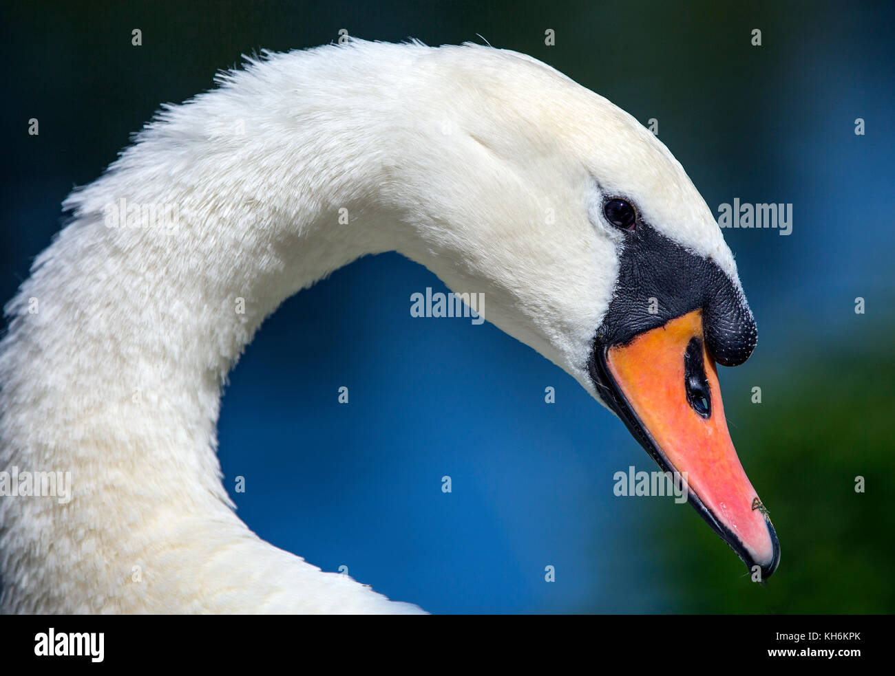 close up of a swans head neck and beak blue bokeh background Stock ...