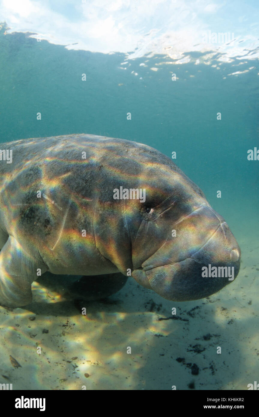 West Indian Manatee, Trichechus manatus Stock Photo - Alamy
