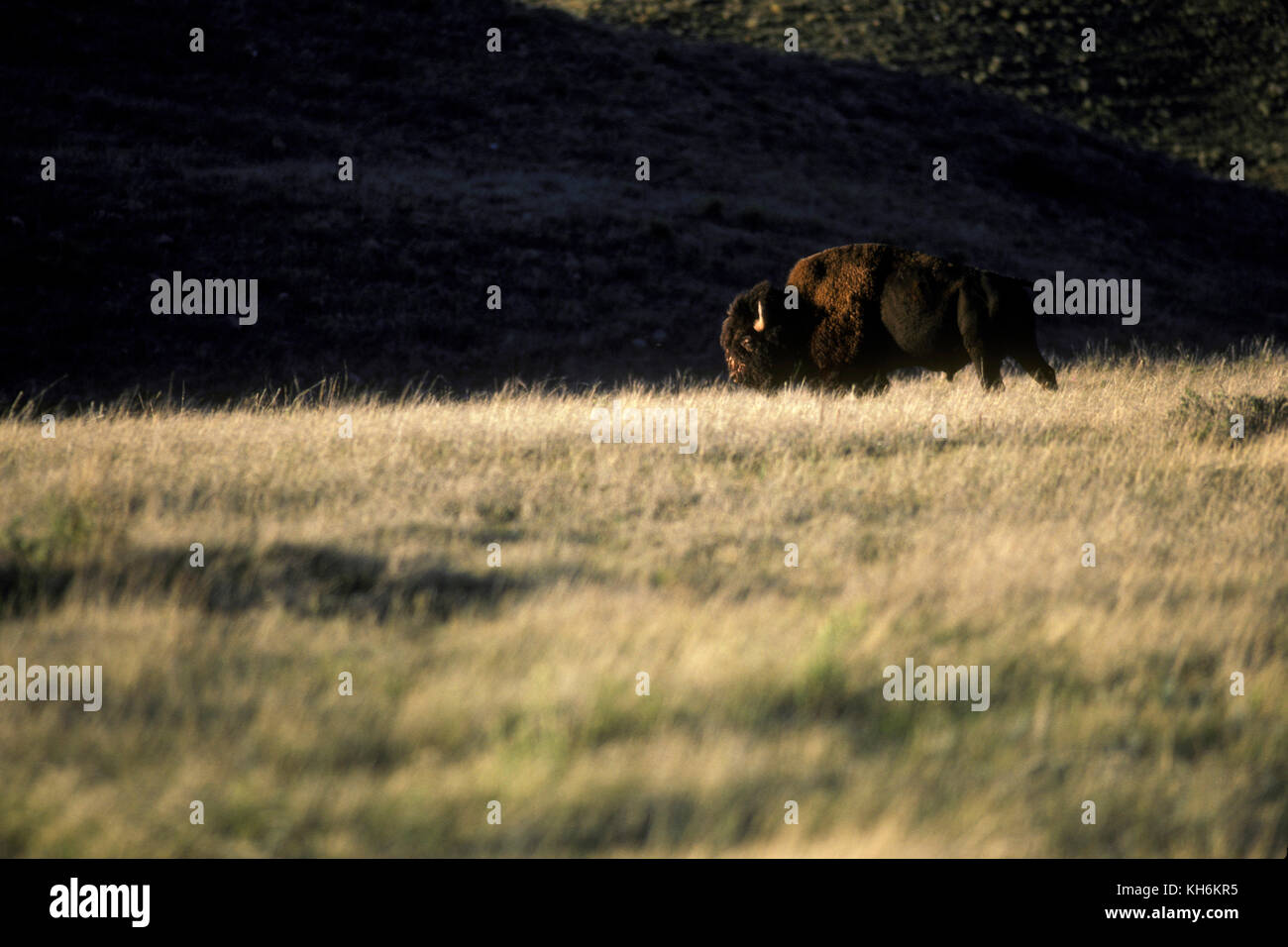 Bison graving on the prairie grassland Stock Photo - Alamy