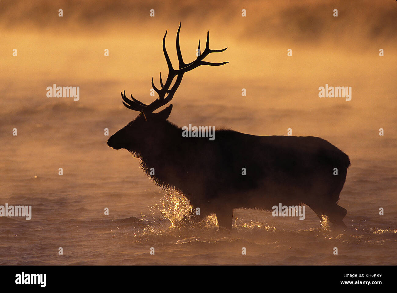 Elk crossing hi-res stock photography and images - Alamy