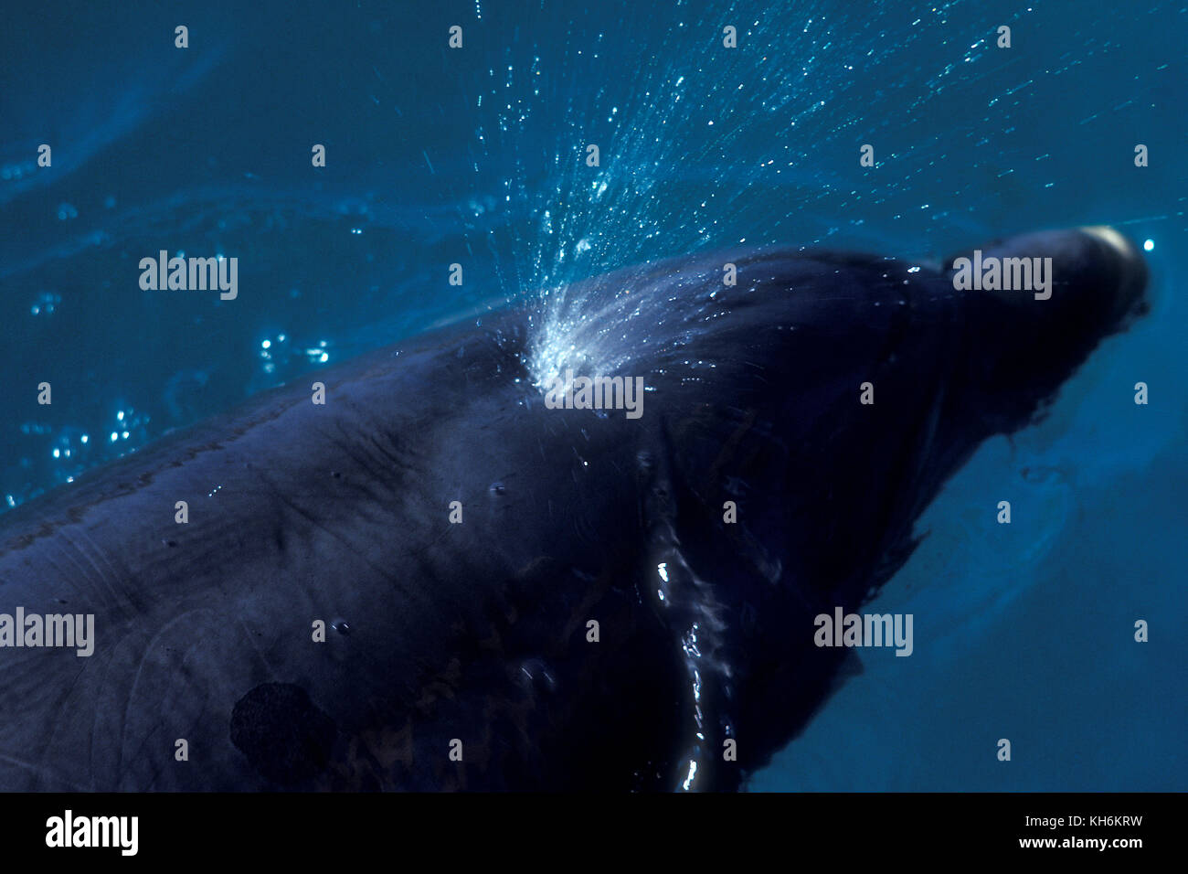Dolphin blowhole hi-res stock photography and images - Alamy