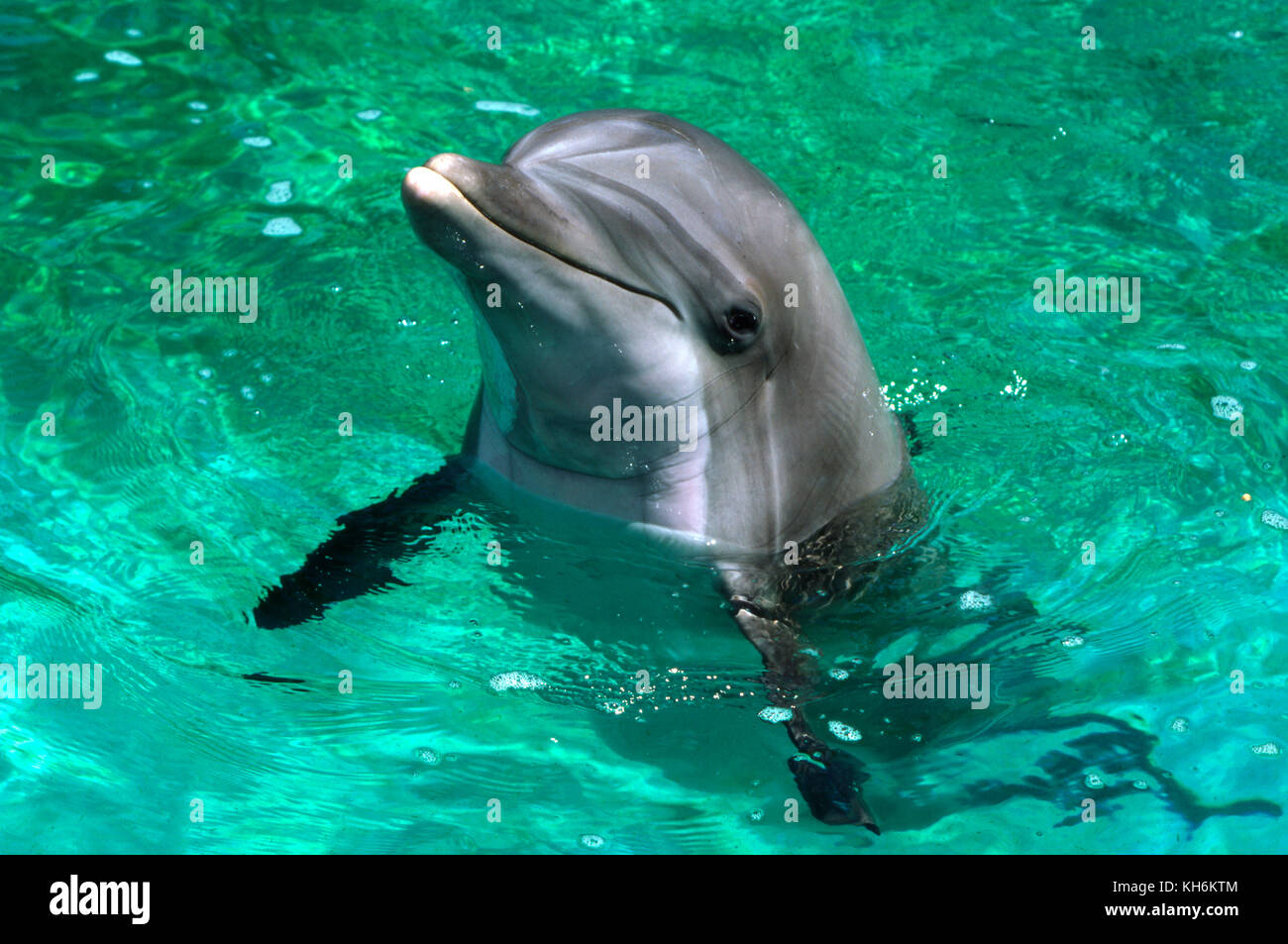 Atlantic Bottlenose Dolphin Stock Photo - Alamy