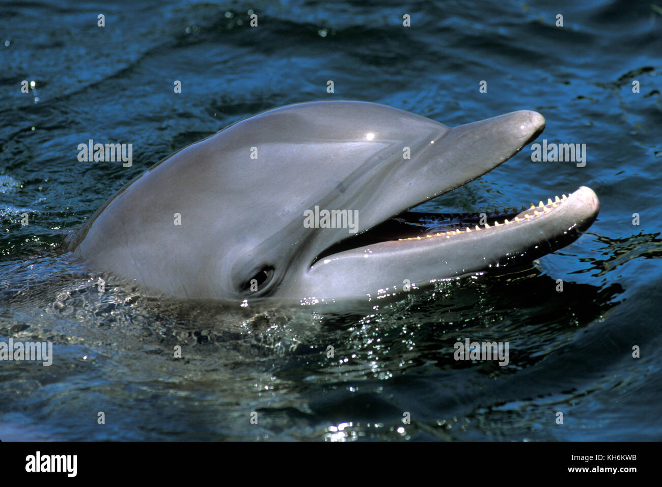 Atlantic Bottlenose Dolphin Stock Photo - Alamy