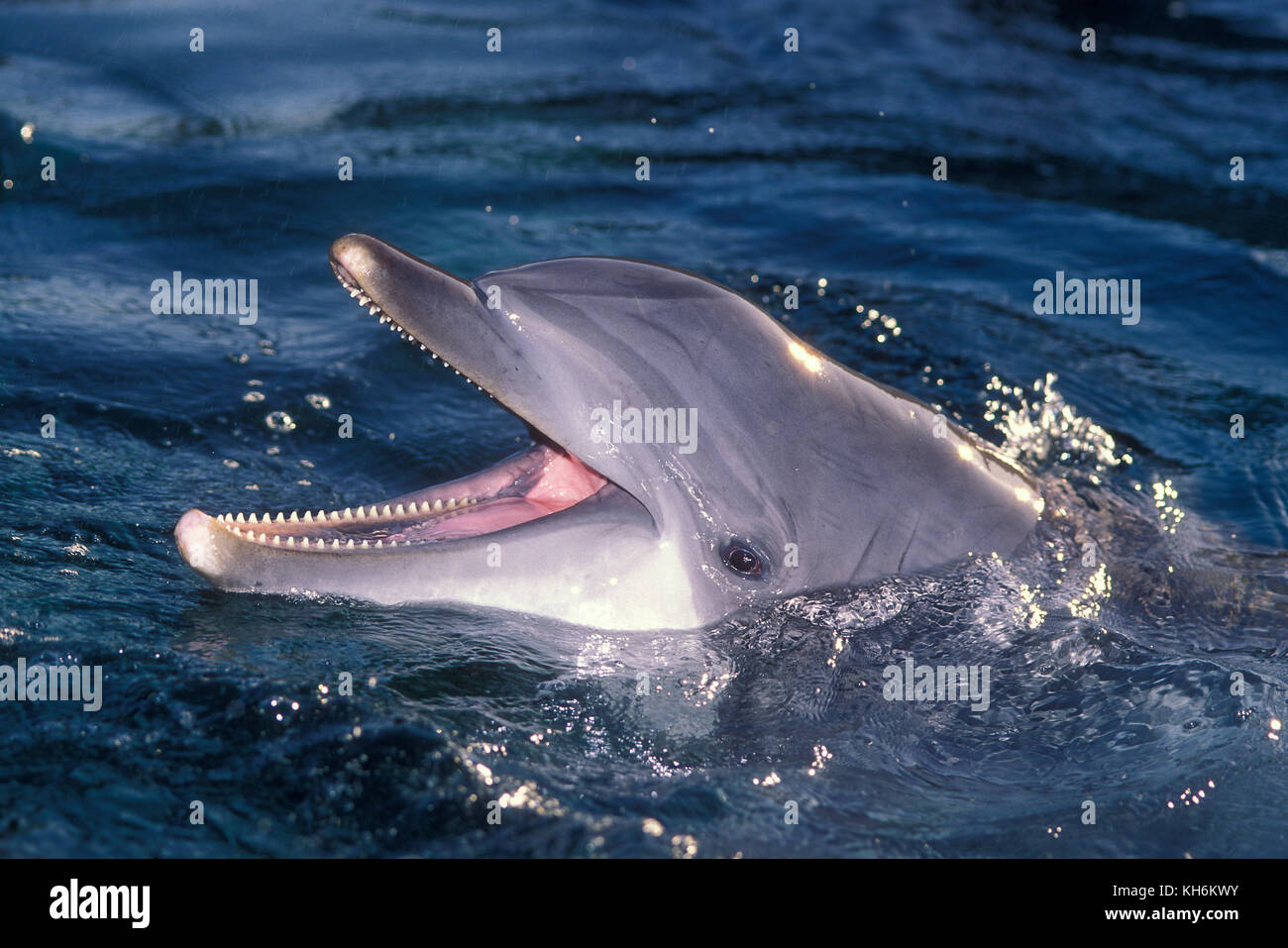 Dolphin Face To Face High Resolution Stock Photography and Images - Alamy