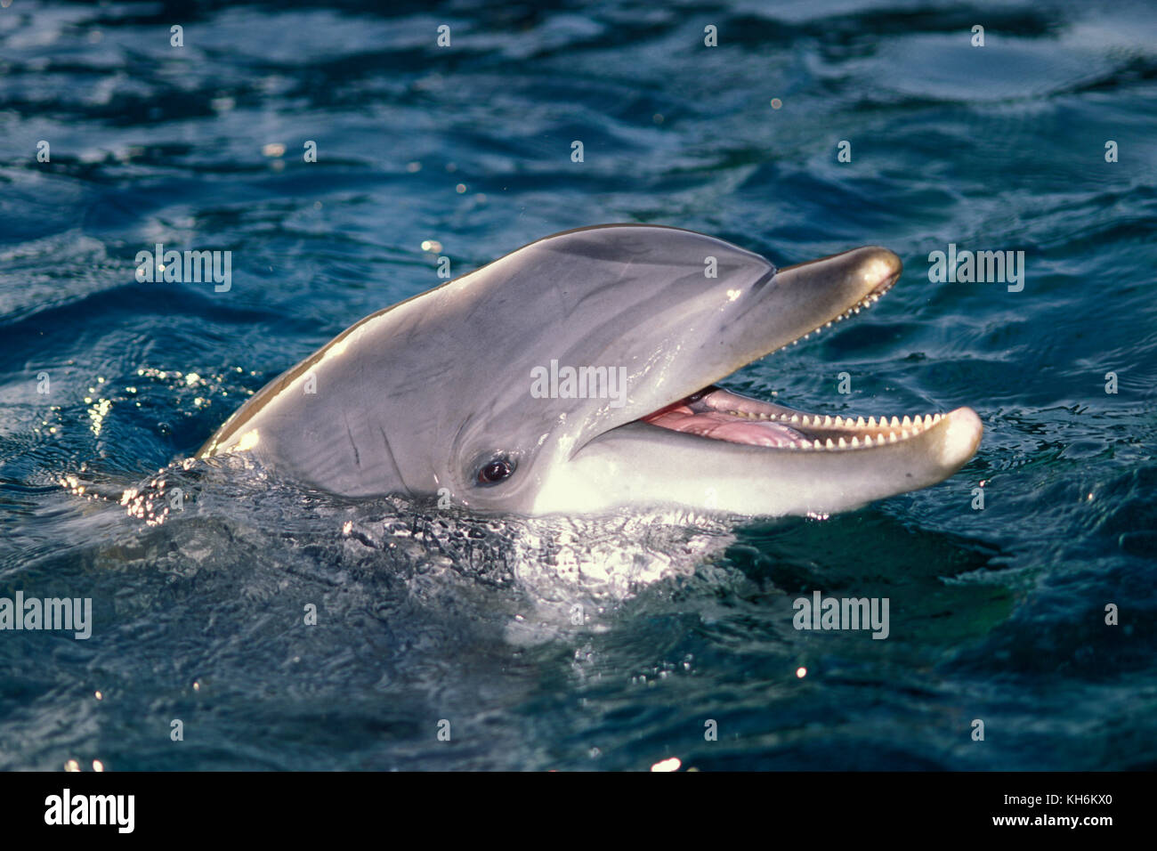 Dolphin face hi-res stock photography and images - Alamy
