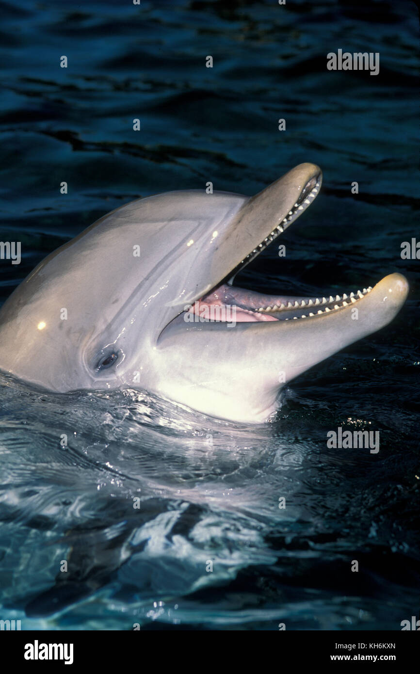 Atlantic Bottlenose Dolphin Stock Photo - Alamy