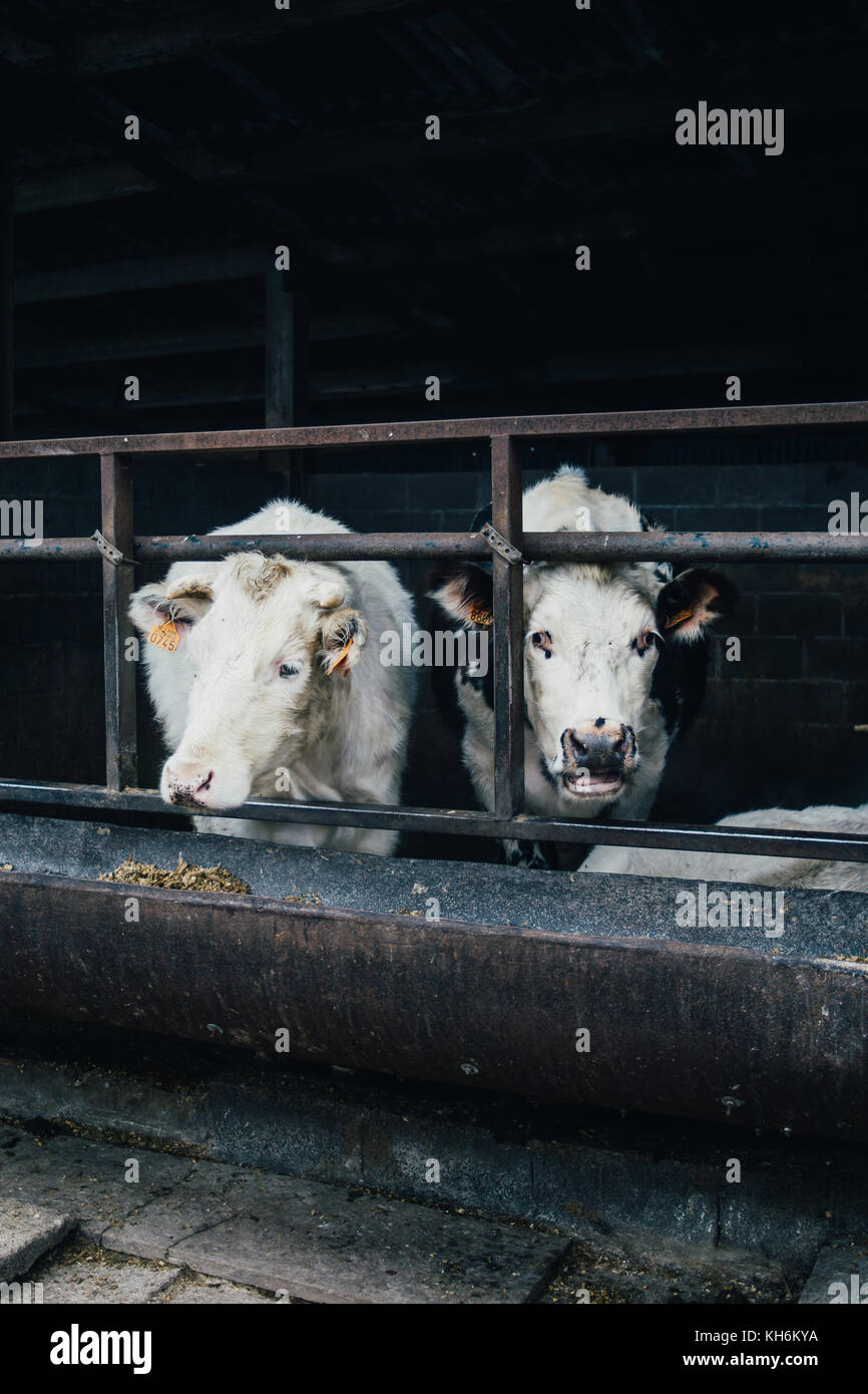 Two young cows in an outdoor stable at a farm Stock Photo - Alamy