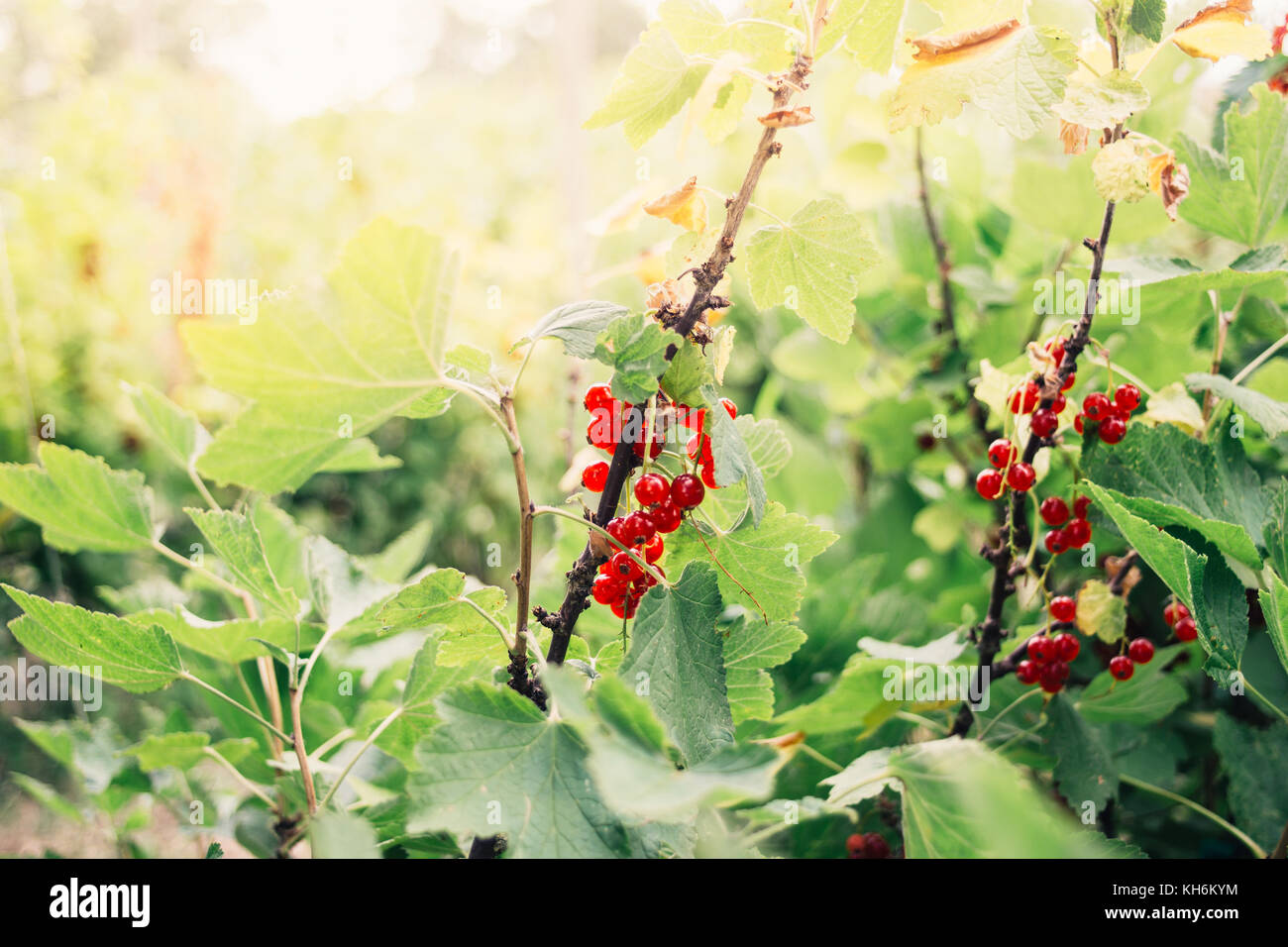 Red current fruit plant closeup in summer with sunlight Stock Photo - Alamy