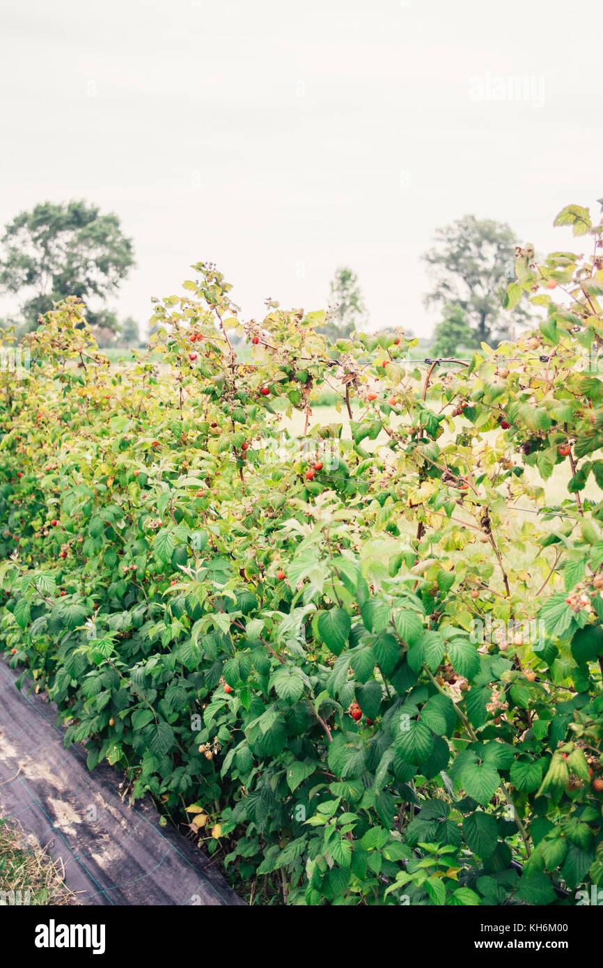 Raspberry plants row growing in summer Stock Photo - Alamy