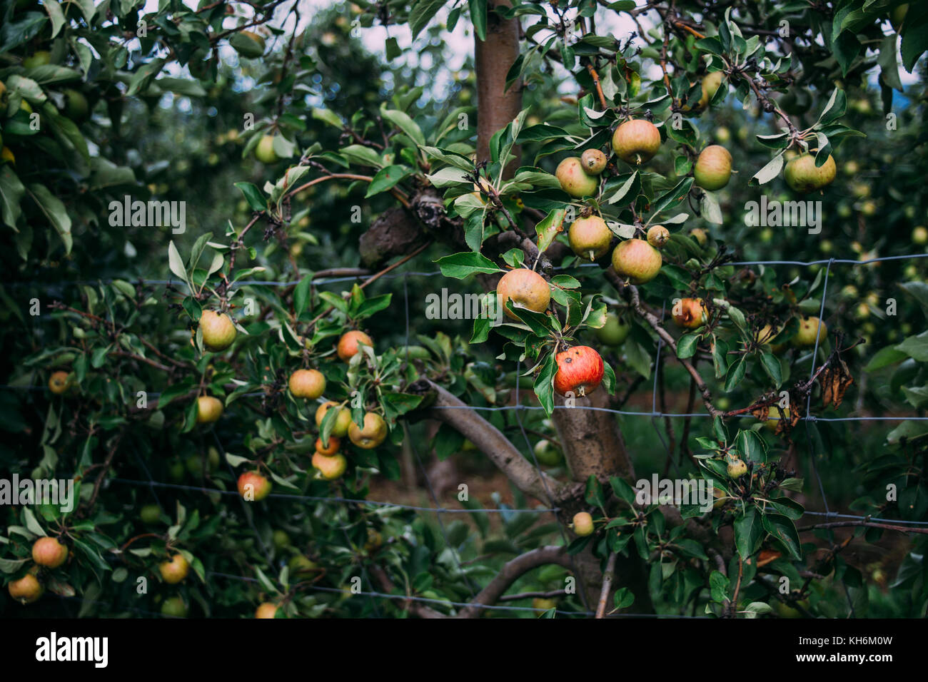 Red apples growing on a tree in an orchard in summer Stock Photo - Alamy